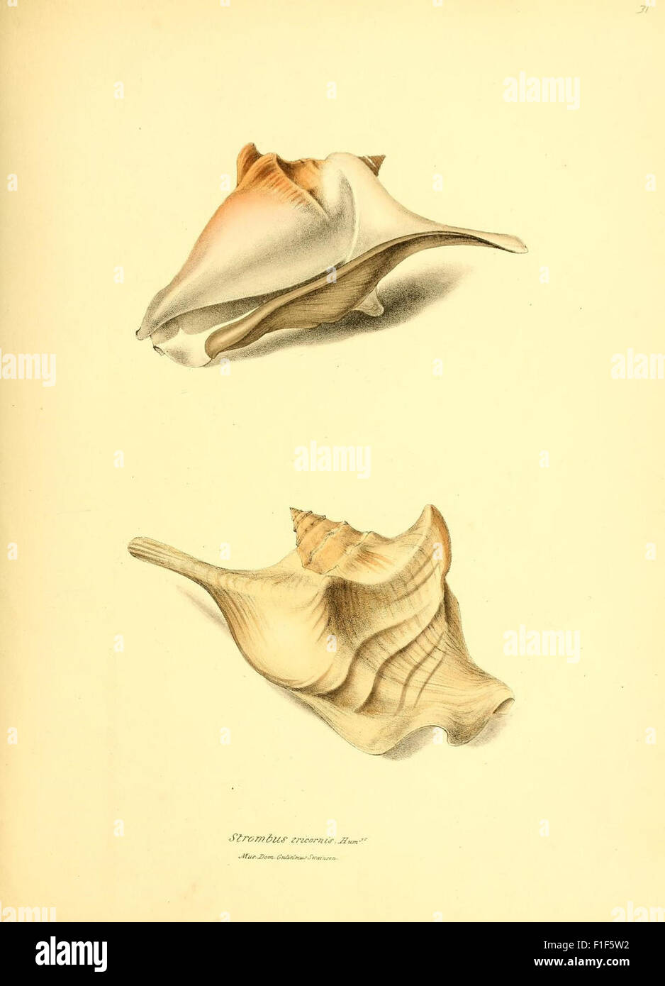 A historical work on conchology, focusing on exotic shells and mollusks ...