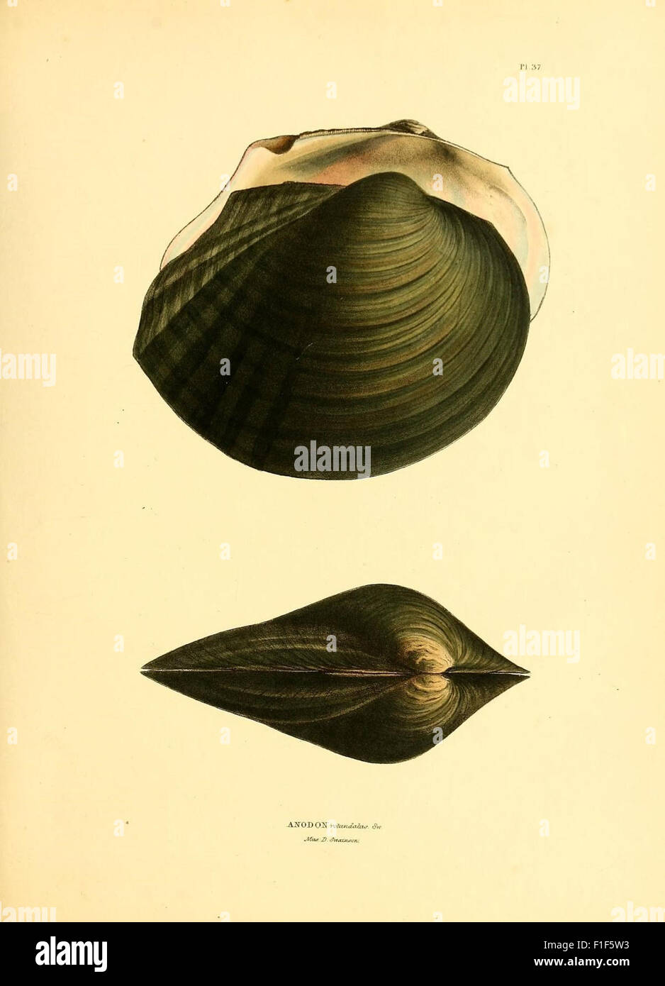 'Exotic Conchology' is a vintage work featuring detailed illustrations ...