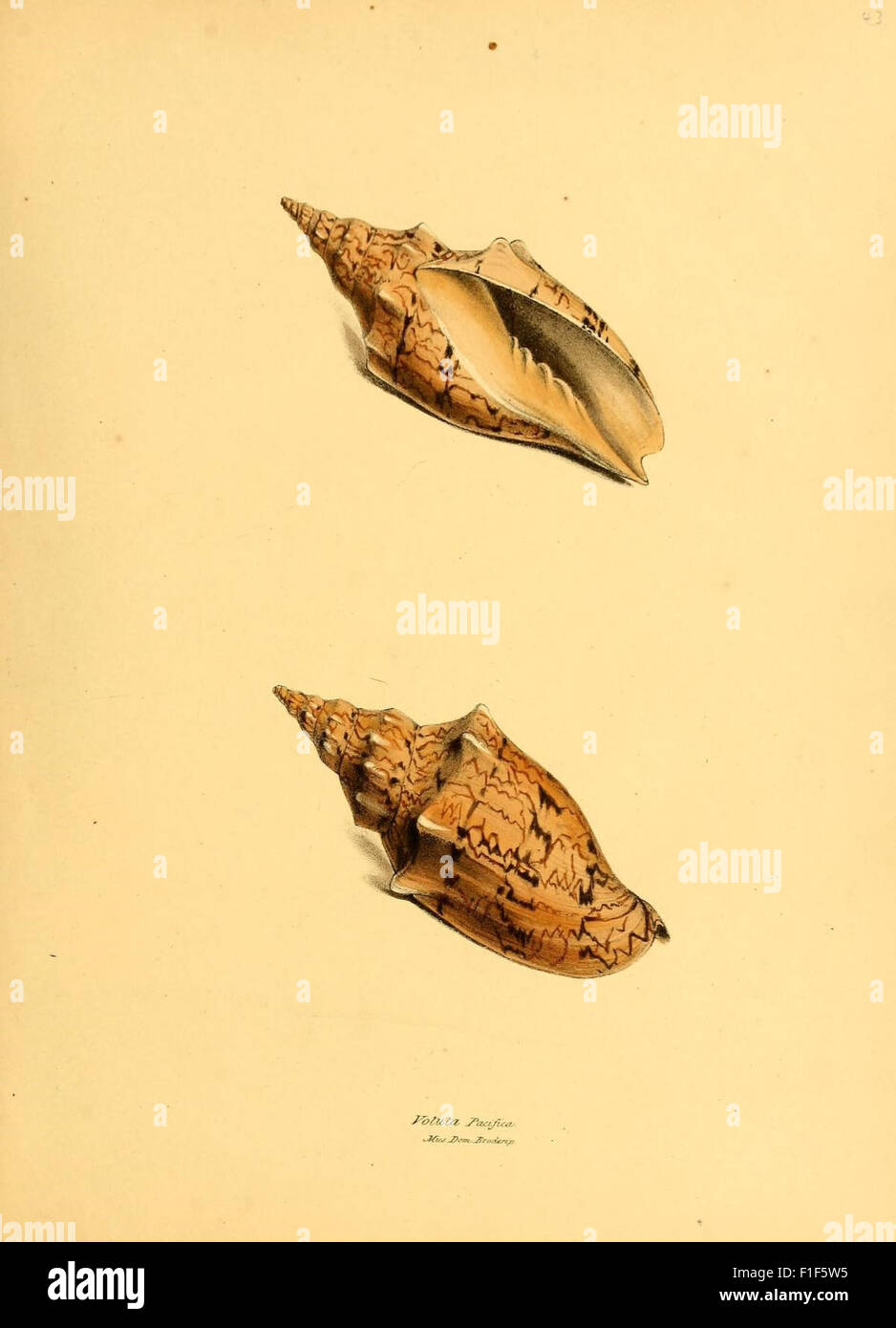 This work, housed in Harvard University’s MCZ and Ernst Mayr Library ...