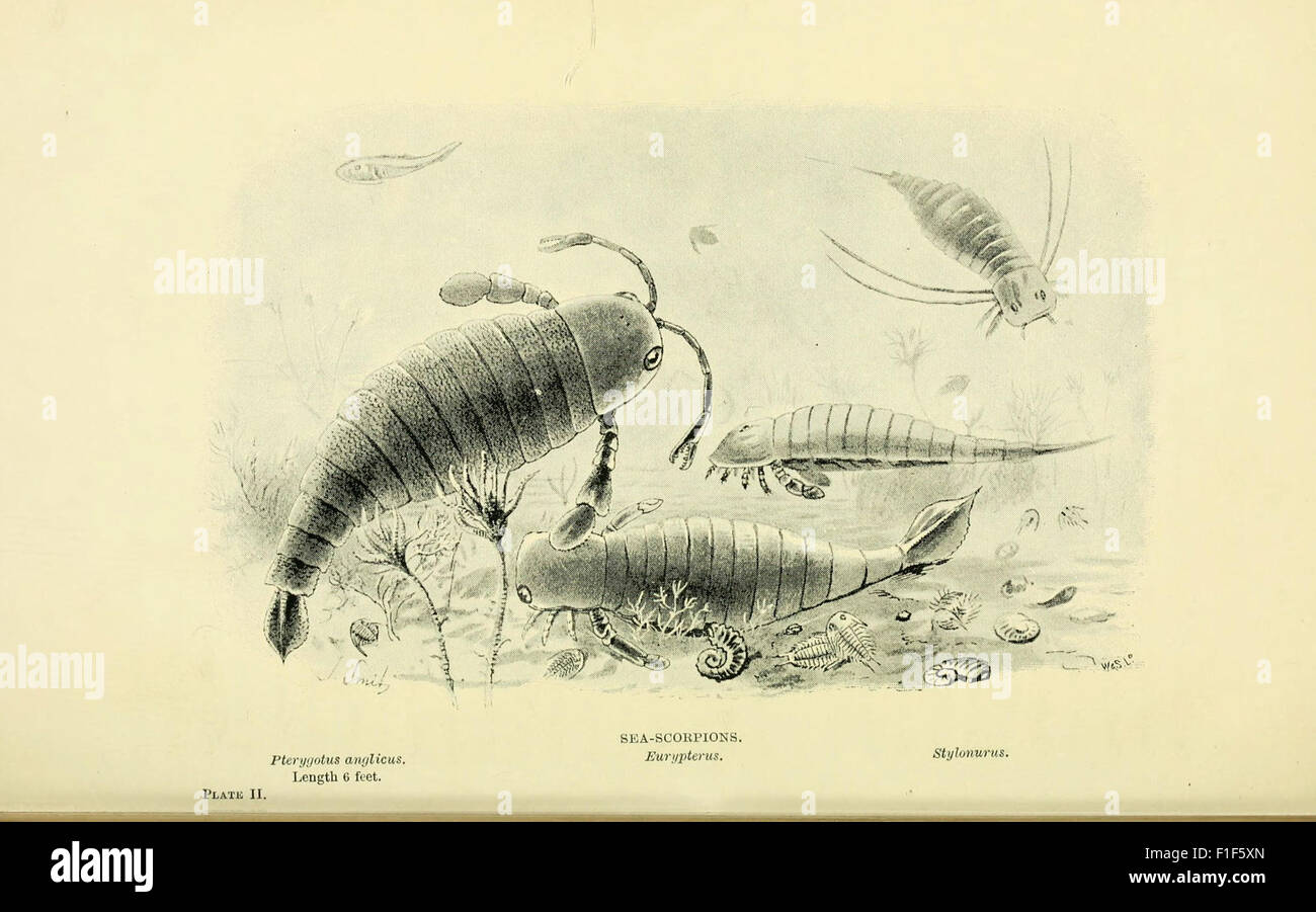 This vintage book cover showcases extinct creatures and monsters from ...