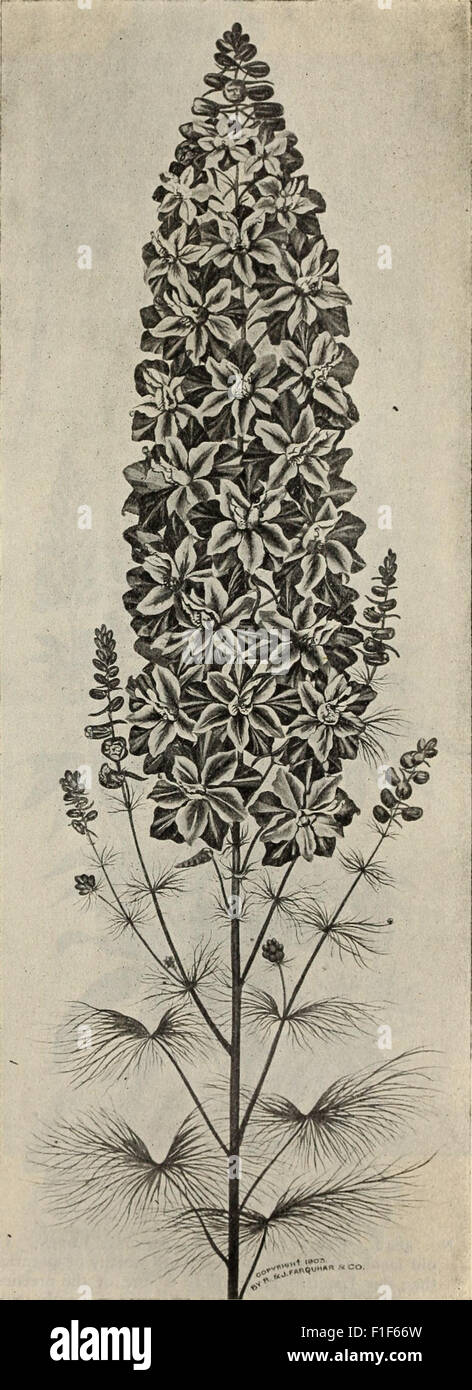 *Farquhar's Catalogue - Spring 1904* is a gardening catalog offering a ...