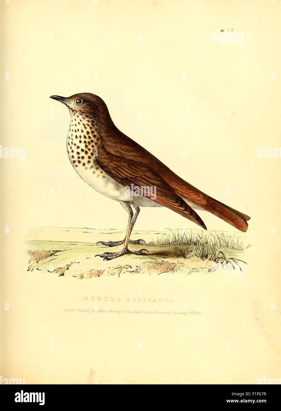 'Fauna Boreali-Americana', detailing the zoology of northern British ...