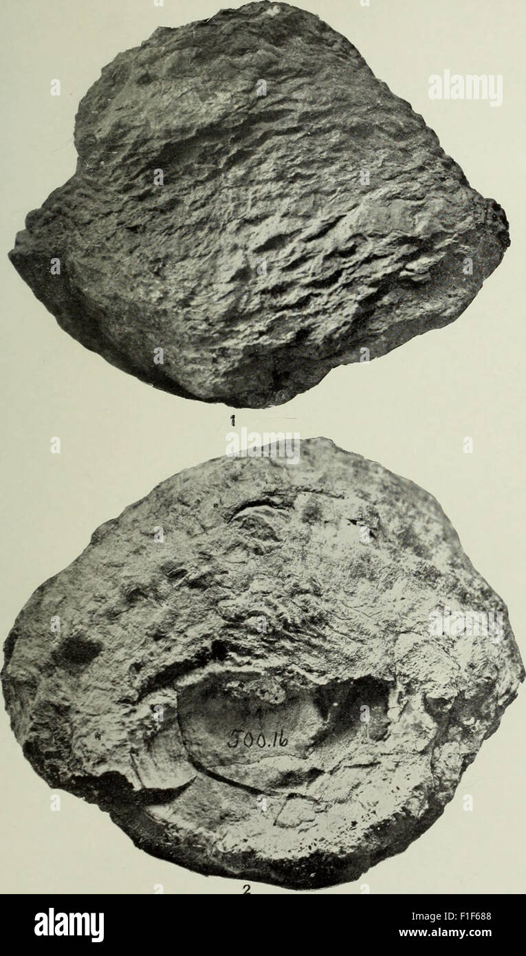 This 1898 report presents findings from the United States Geological ...