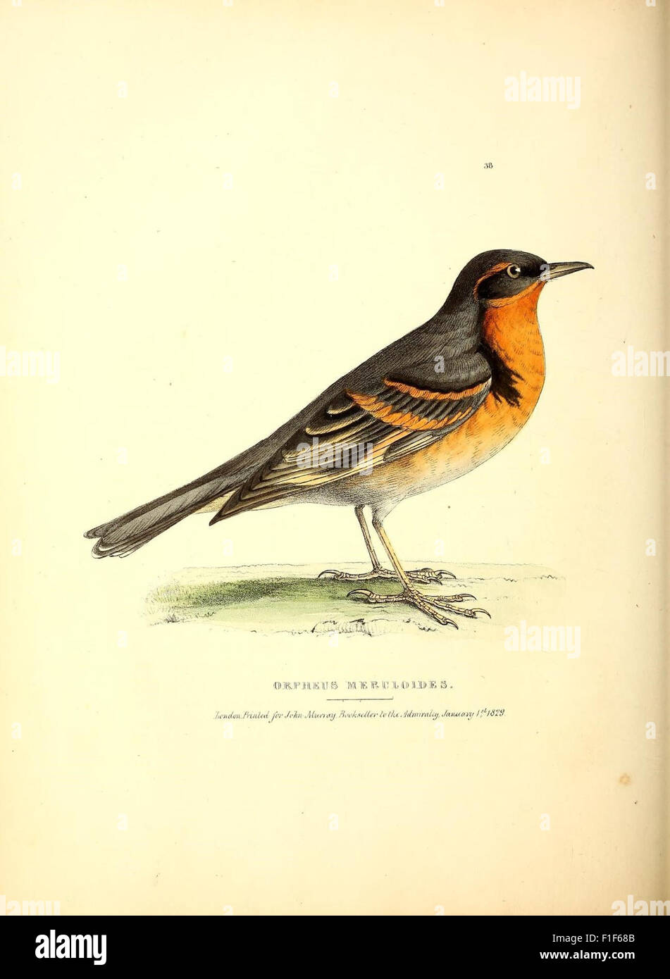 'Fauna boreali-americana' provides a detailed zoological study of the ...