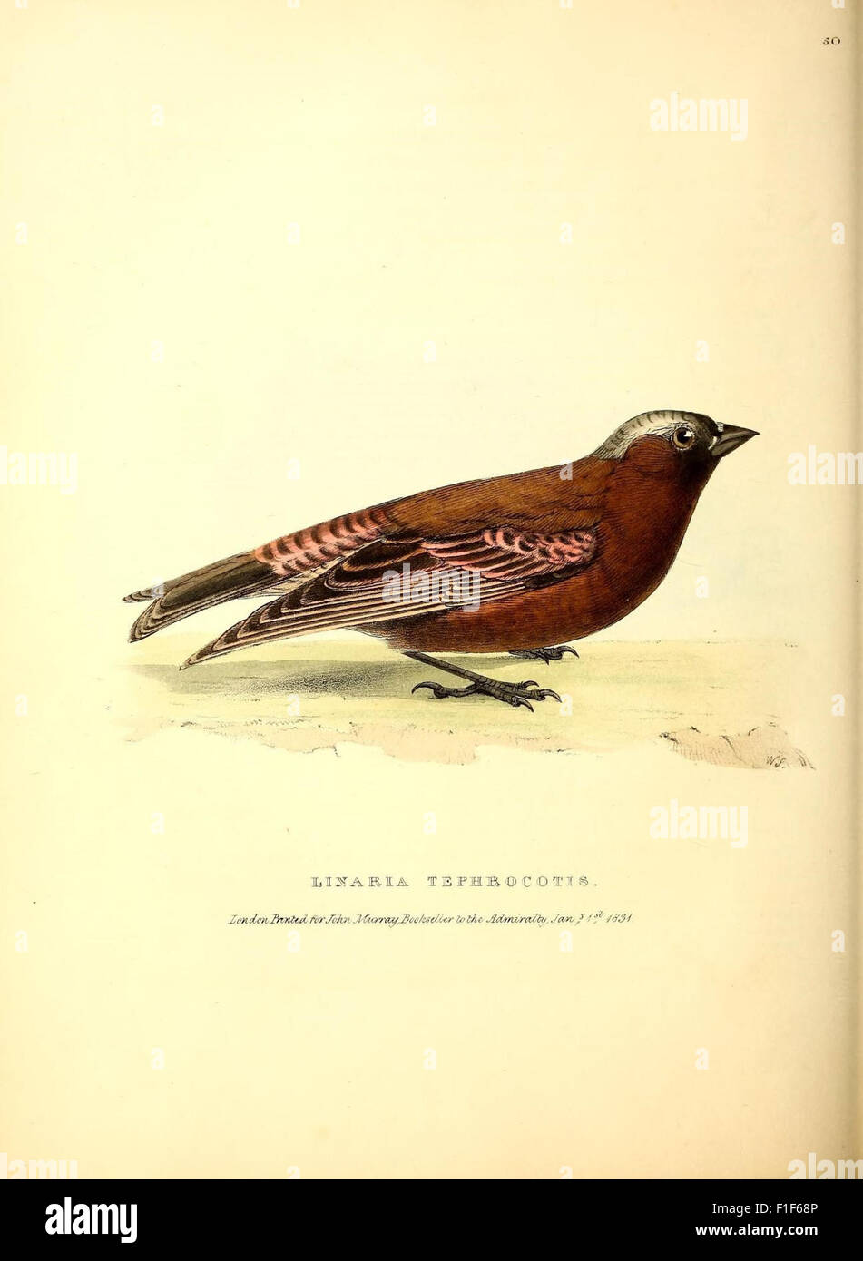'Fauna Boreali-Americana,' a historical zoological work detailing the ...