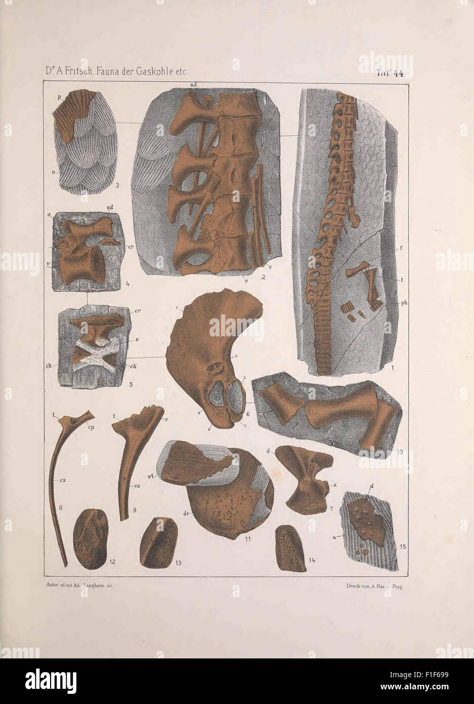 'Fauna der Gaskohle und der Kalksteine' focuses on the fossil fauna of ...