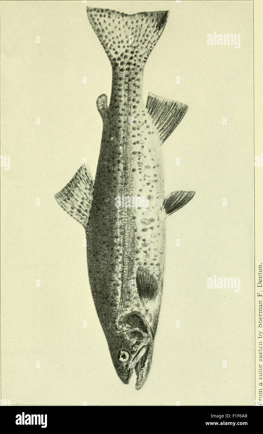 Favorite fish and fishing (1908 Stock Photo - Alamy