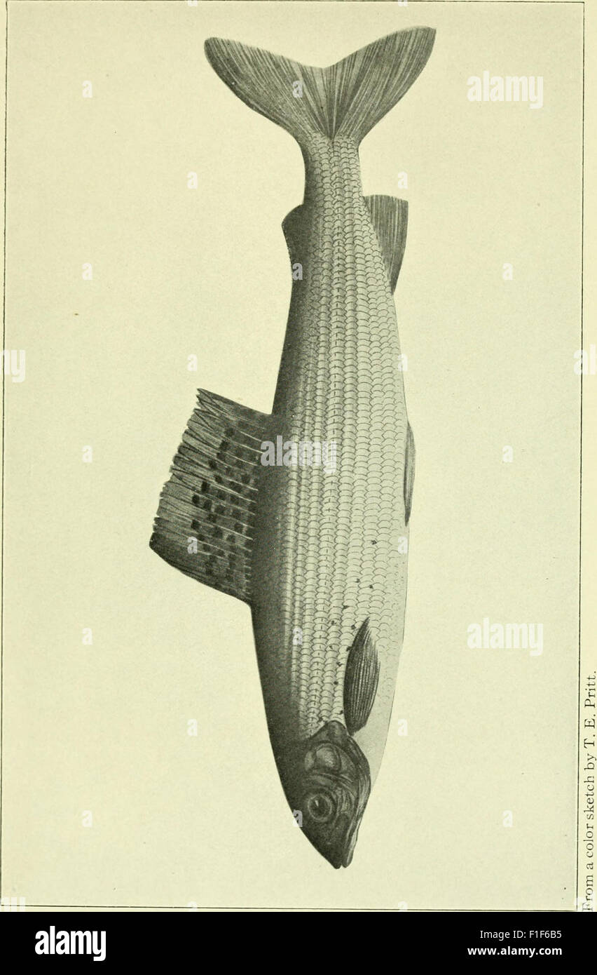 'Favorite Fish and Fishing' from 1908 presents a guide to popular fish ...