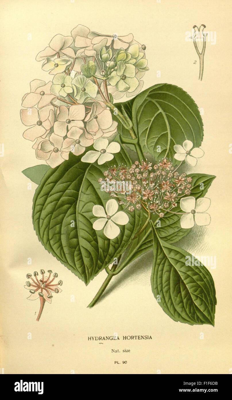 This 19th-century floricultural work features a selection of the most ...