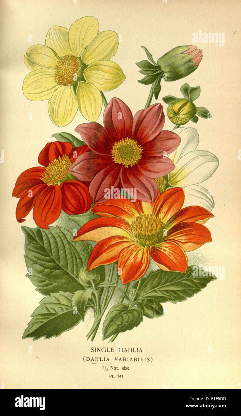 This 19th-century floral work showcases a variety of popular flowers ...