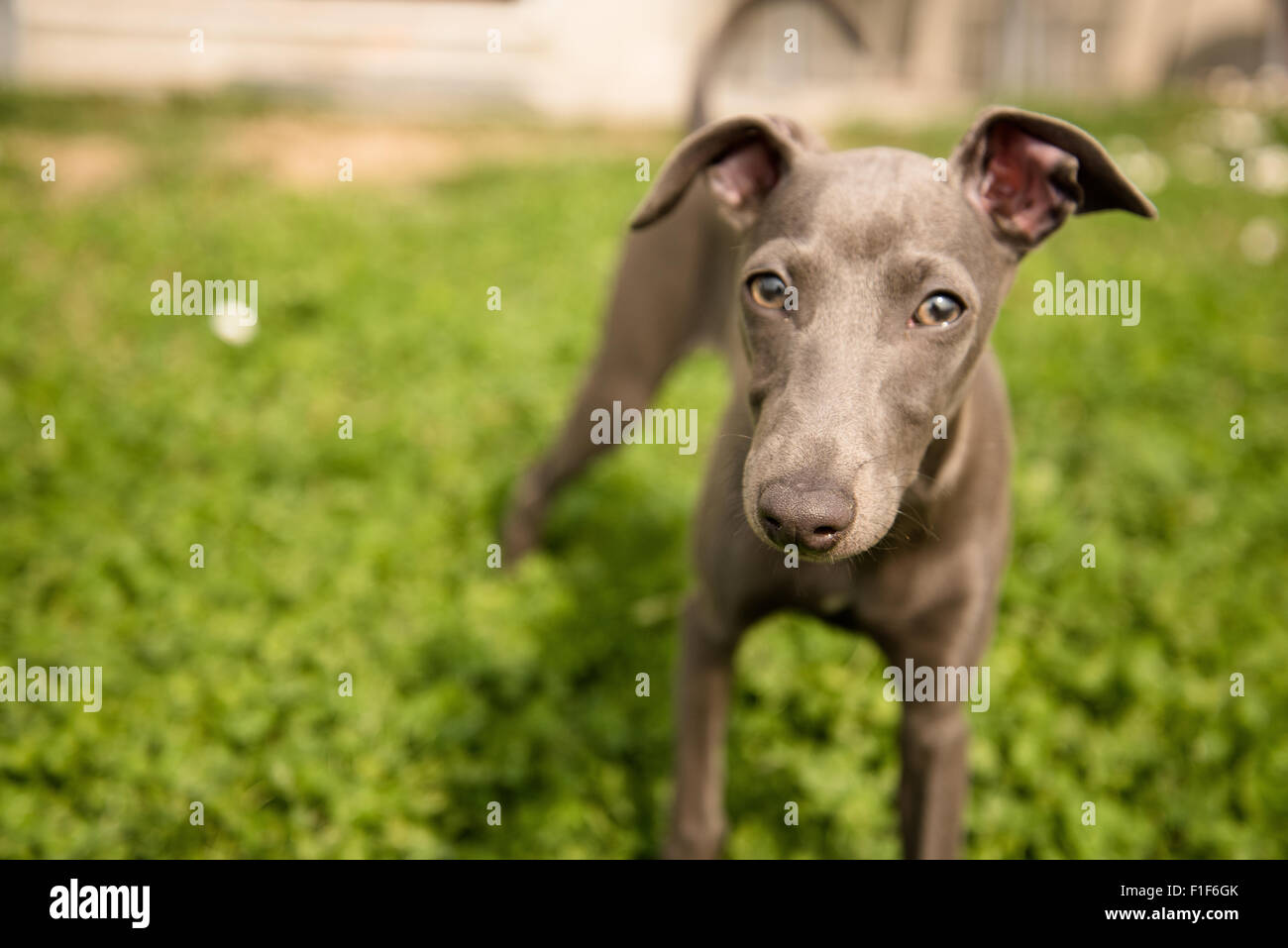 greyhound playing in a garden Stock Photo - Alamy