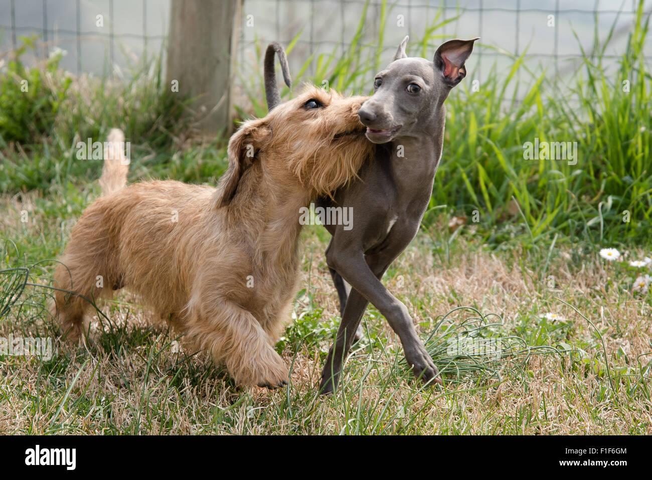 Dogs playing in the garden Stock Photo - Alamy