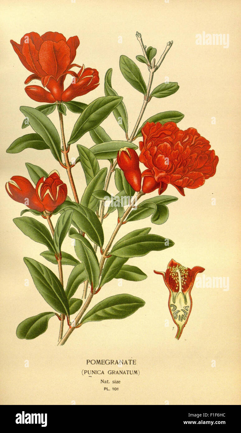 This 19th-century work showcases illustrations of popular flowers for ...