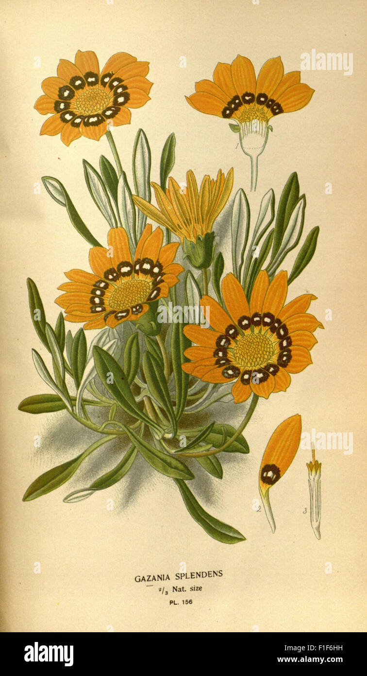 'Favourite Flowers of Garden and Greenhouse' is a 19th-century ...