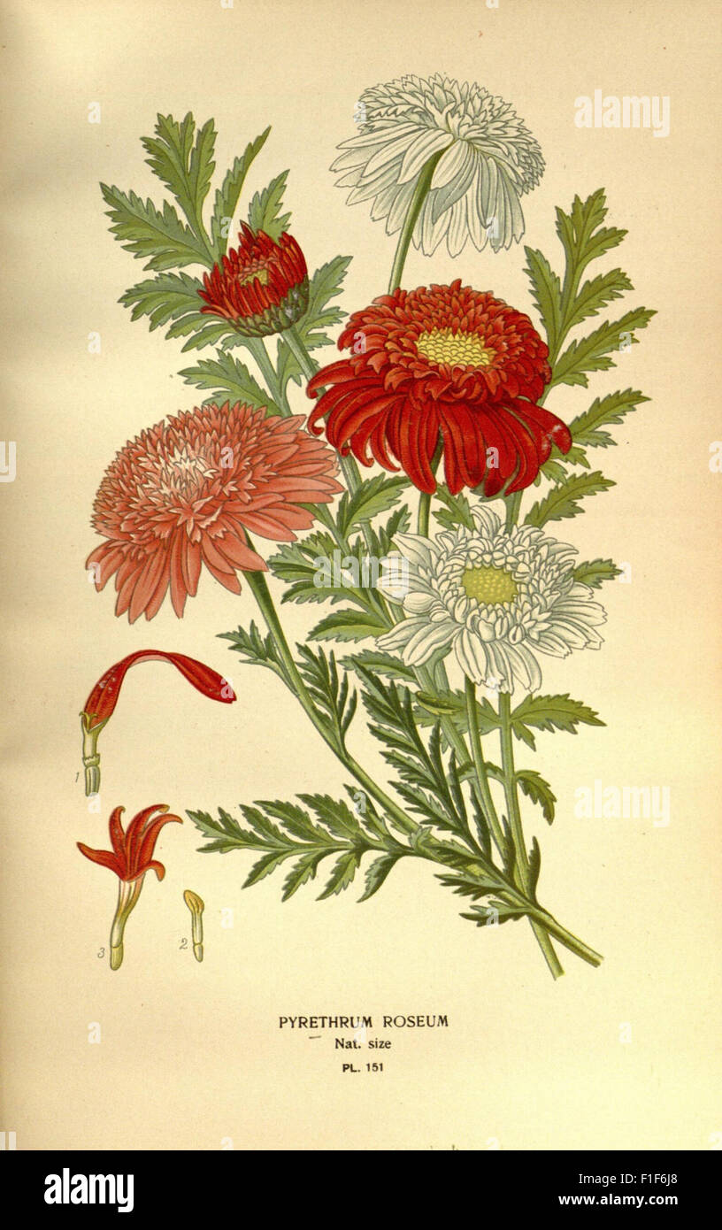 A 19th-century work showcasing popular flowers cultivated in gardens ...