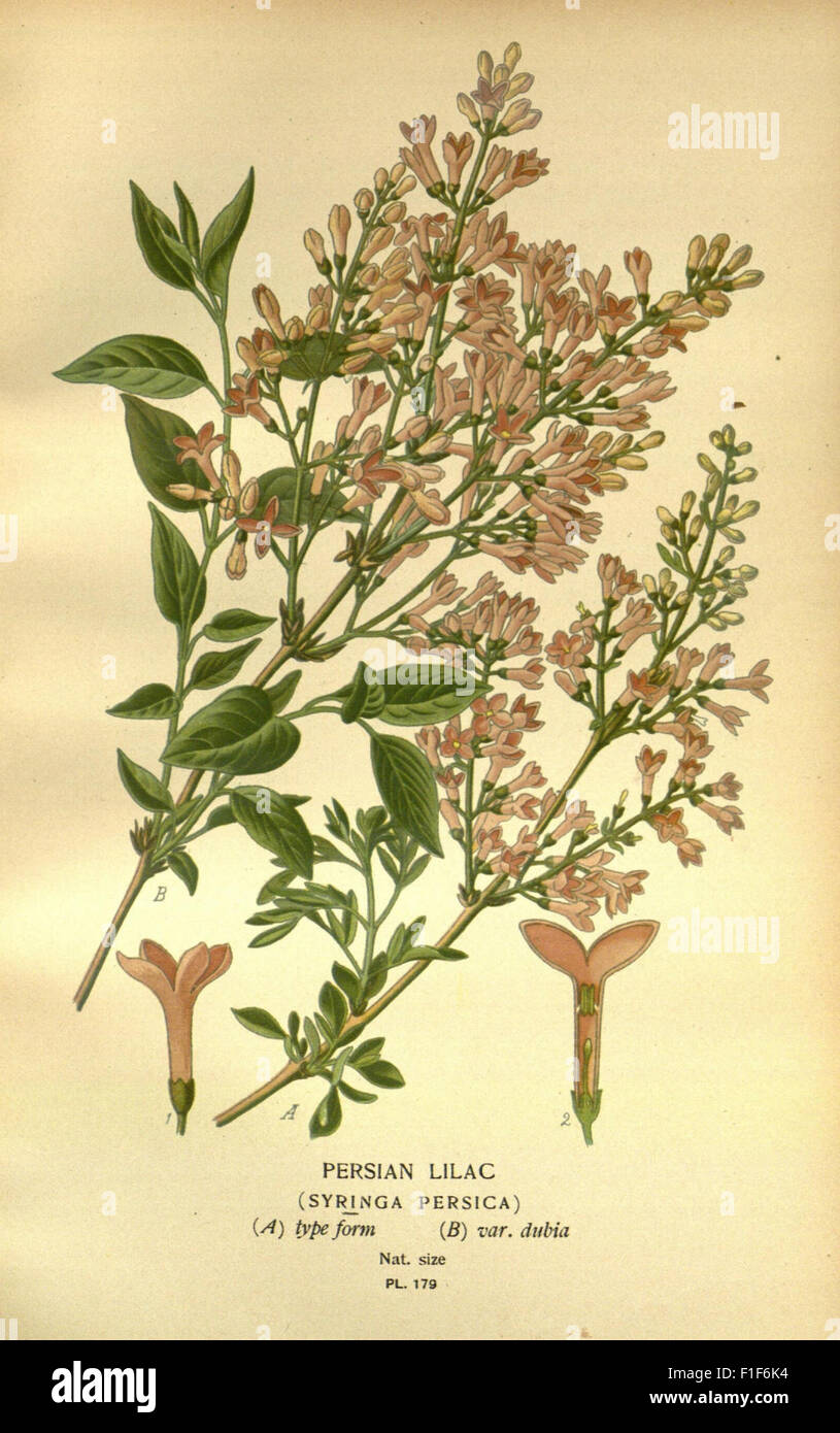 This 19th-century floricultural work focuses on popular garden and ...