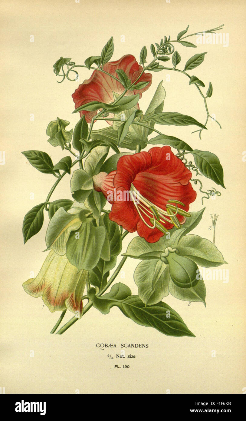 This 19th-century work features detailed illustrations of popular ...