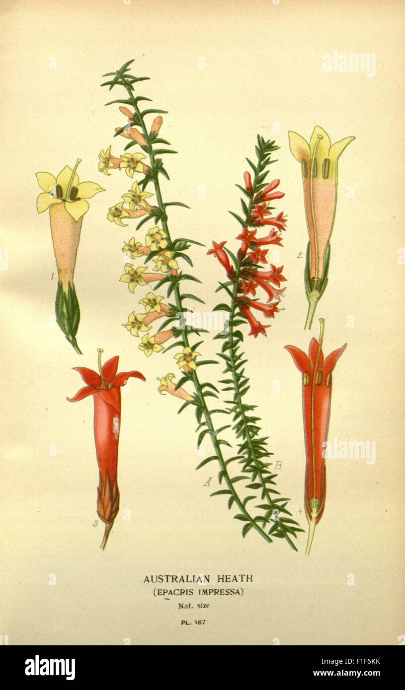 'Favourite Flowers of Garden and Greenhouse' is a 19th-century floral ...