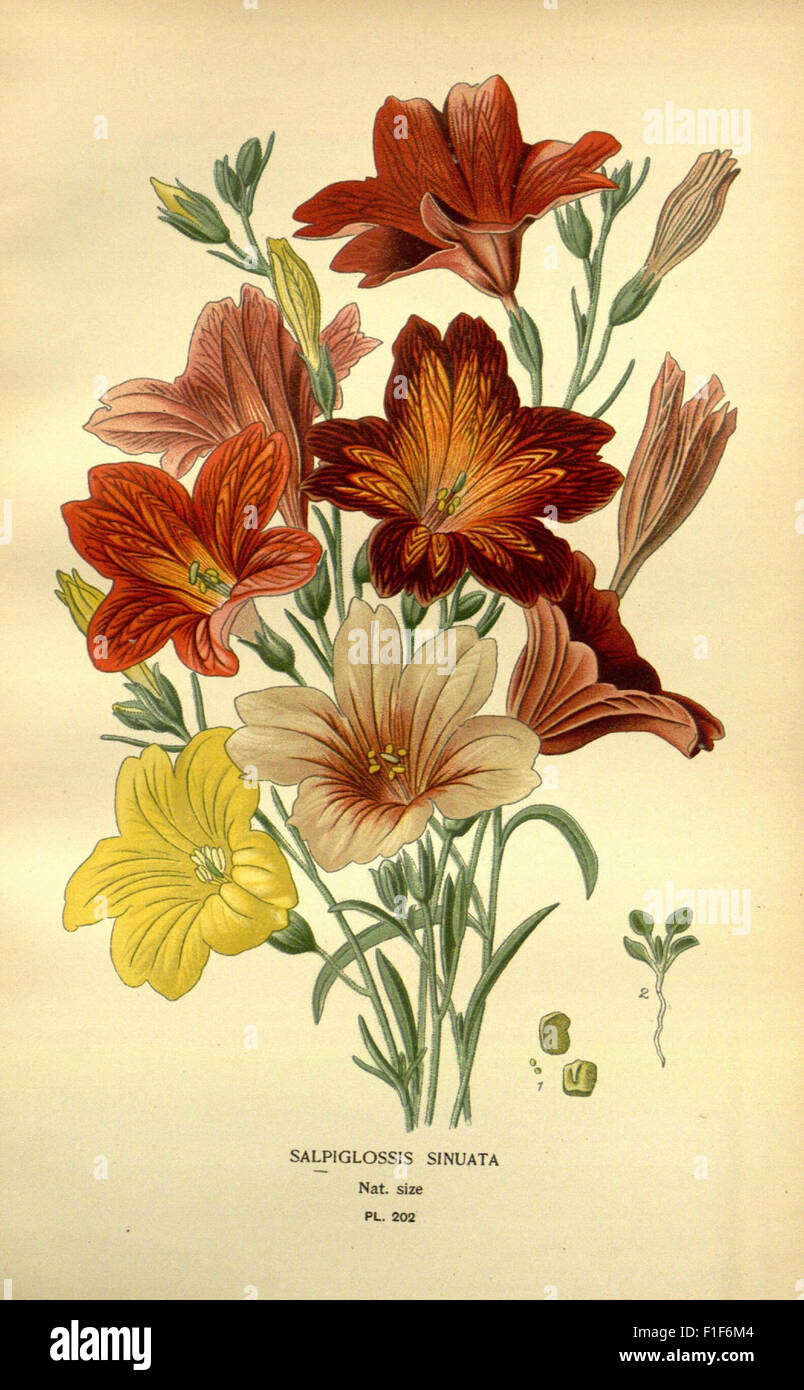 *Favourite Flowers of Garden and Greenhouse* explores the most popular ...