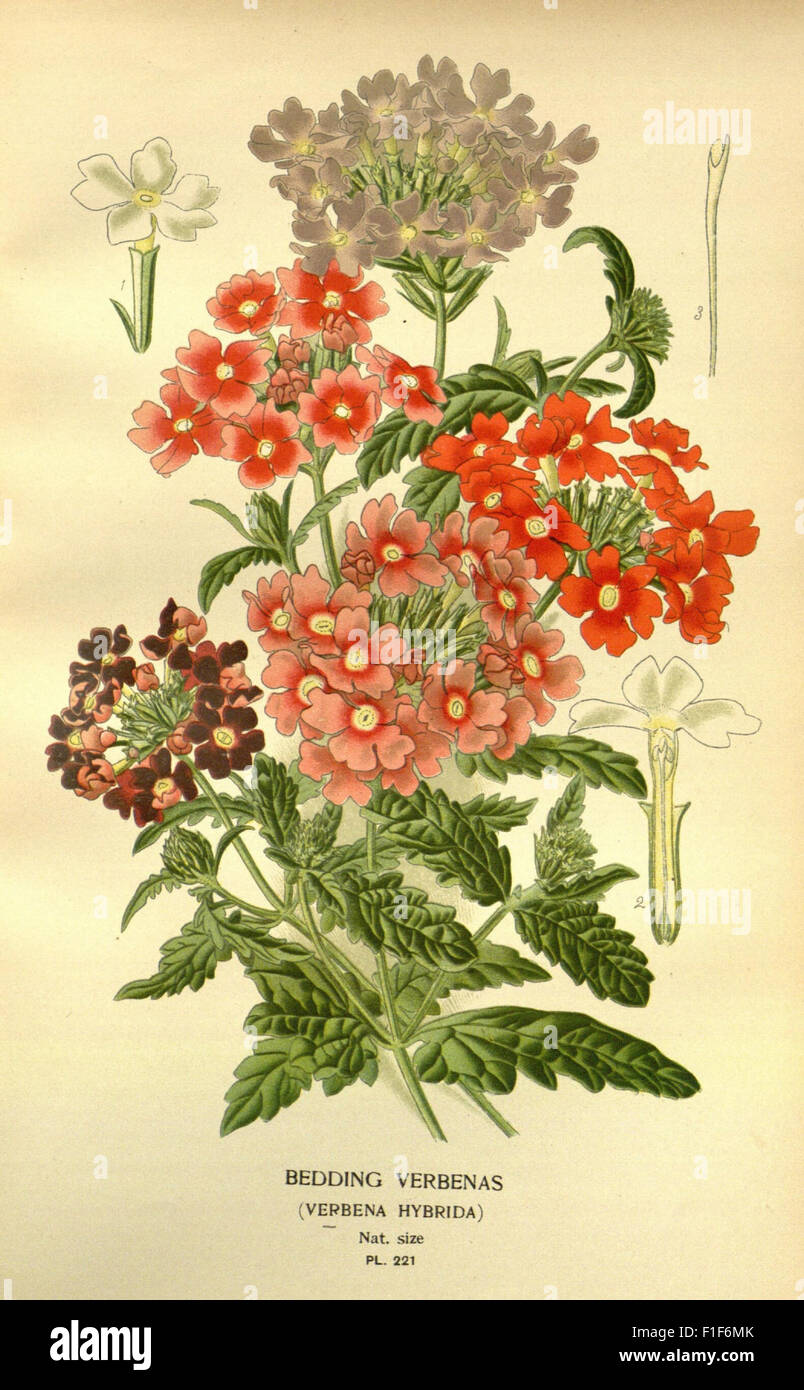 A 19th-century guide to popular flowers for gardens and greenhouses ...
