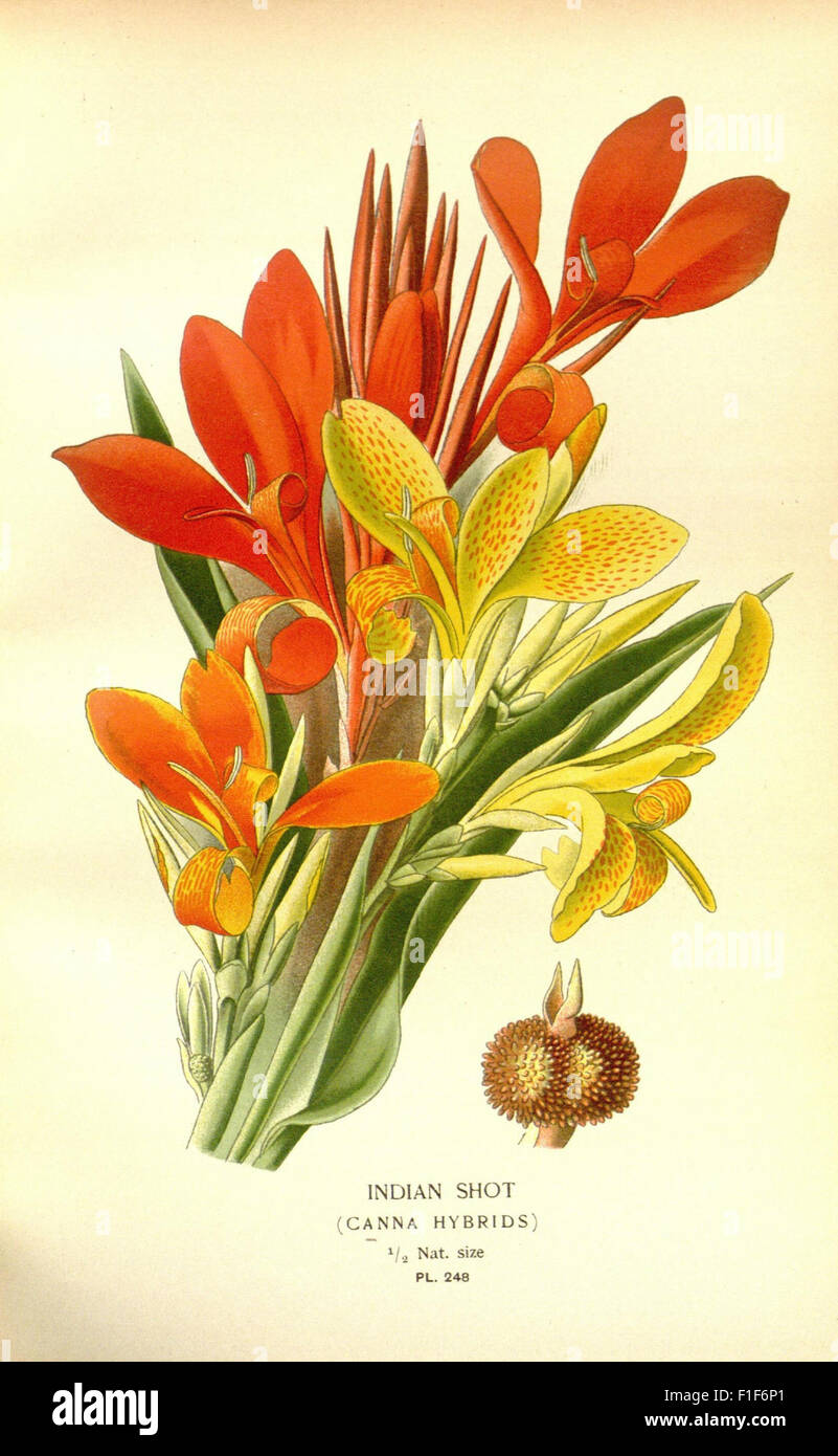 'Favourite Flowers of Garden and Greenhouse' explores the popular ...