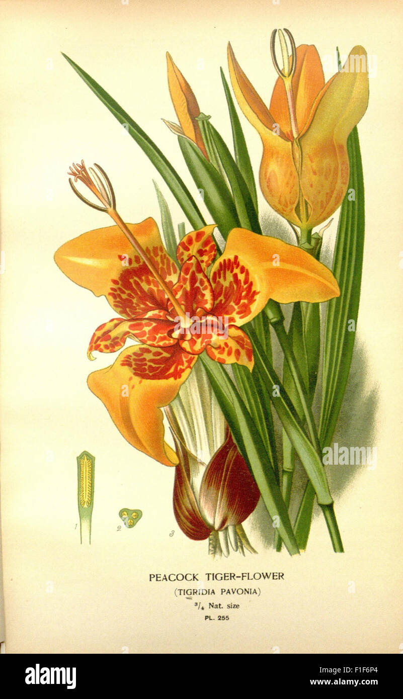 'Favourite Flowers of Garden and Greenhouse' is a 19th-century work ...