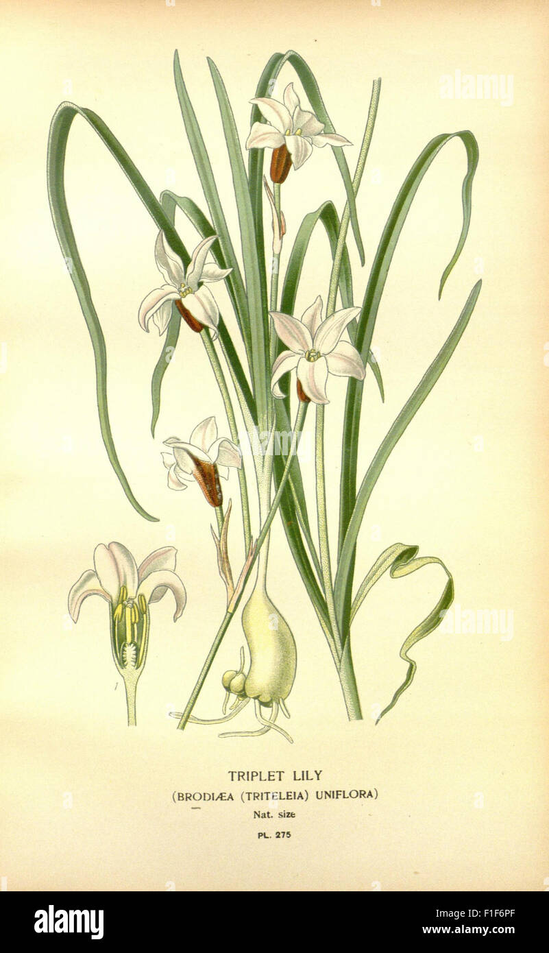 This 19th-century floriculture book, housed at the Missouri Botanical ...