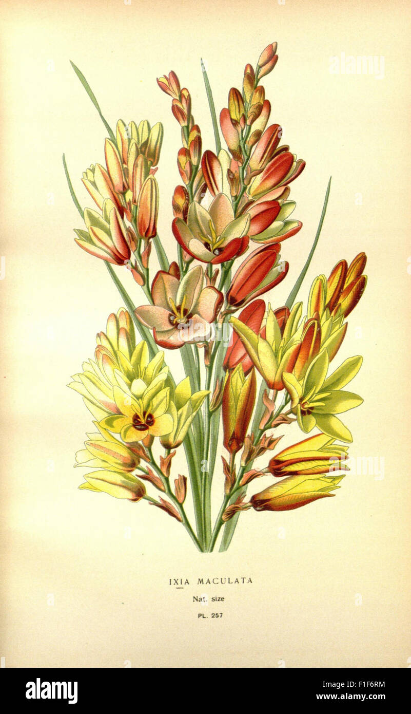 This 19th-century guide presents a collection of popular flowers ...