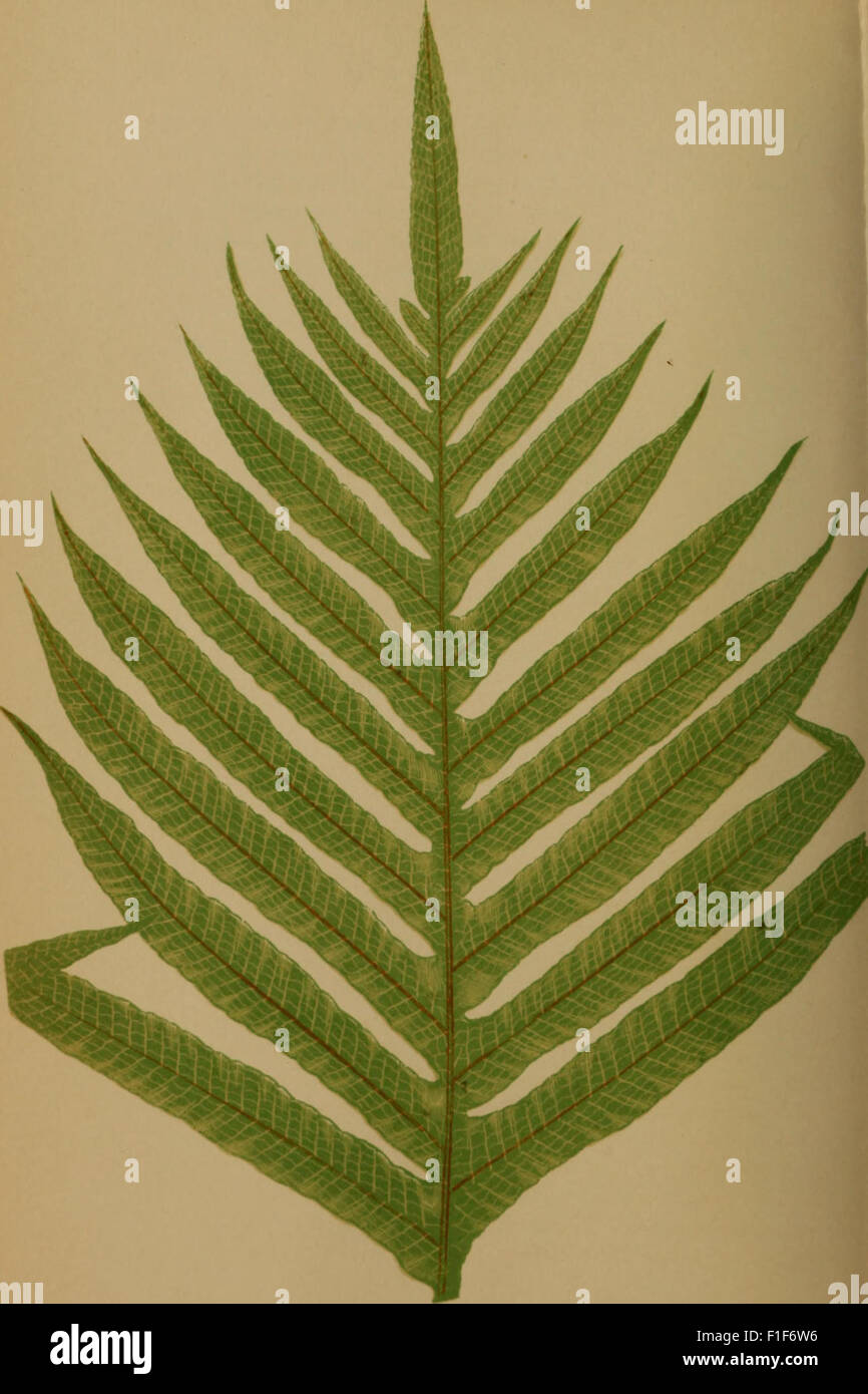 The 1856 book 'Ferns - British and Exotic' explores various fern ...