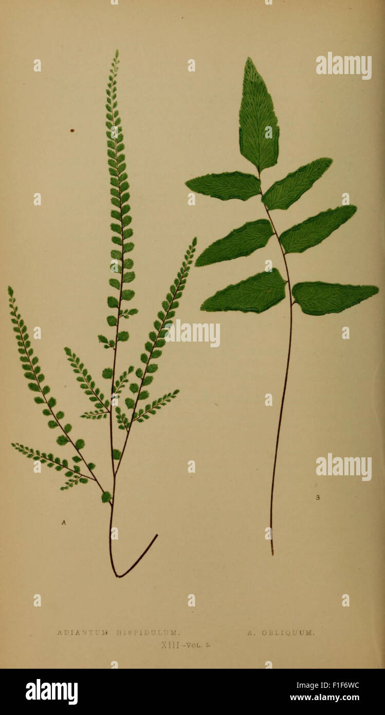*Ferns - British and Exotic* provides an extensive study of fern ...