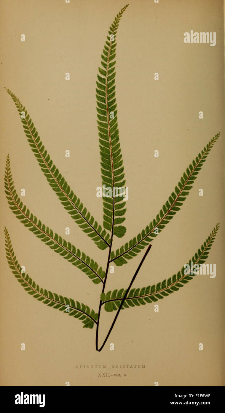 This publication showcases both native British and exotic fern species ...