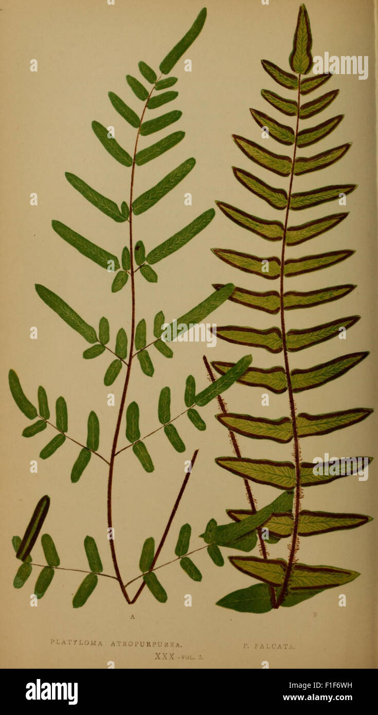 *Ferns - British and Exotic* is a botanical work documenting both ...