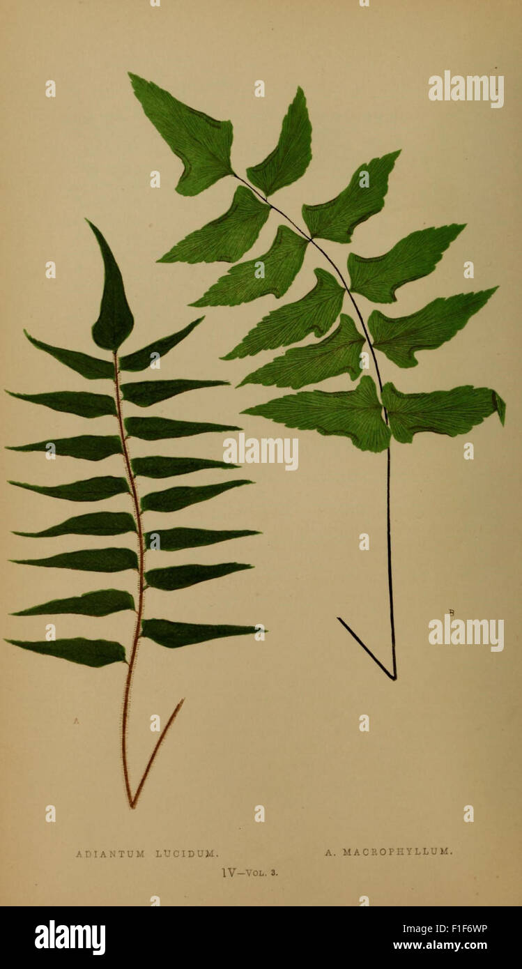 This vintage work provides a detailed look at ferns, both native to ...