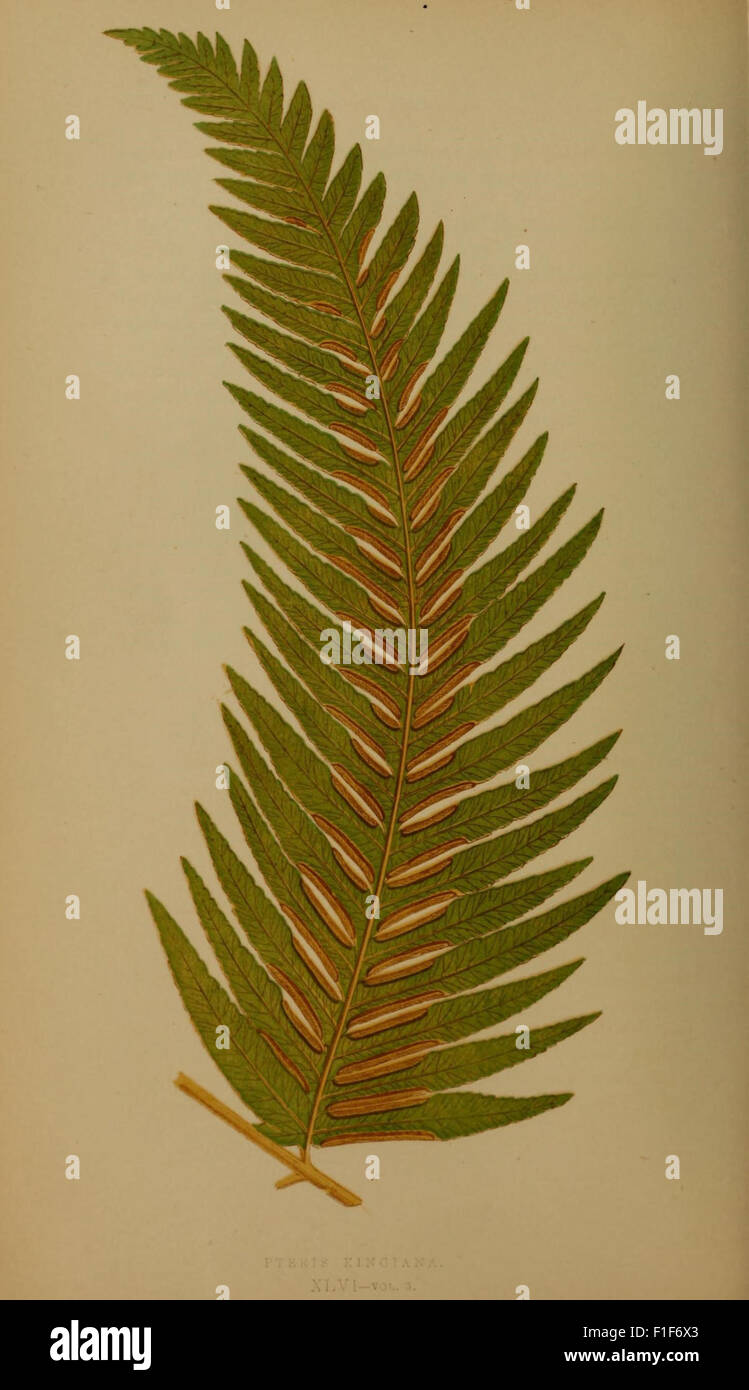 'Ferns - British and Exotic' is a botanical work that provides detailed ...