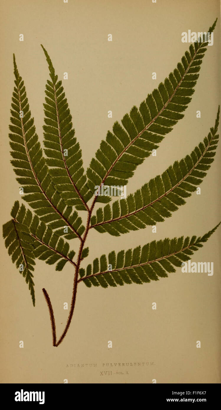 'Ferns - British and Exotic' is a botanical work that explores both ...