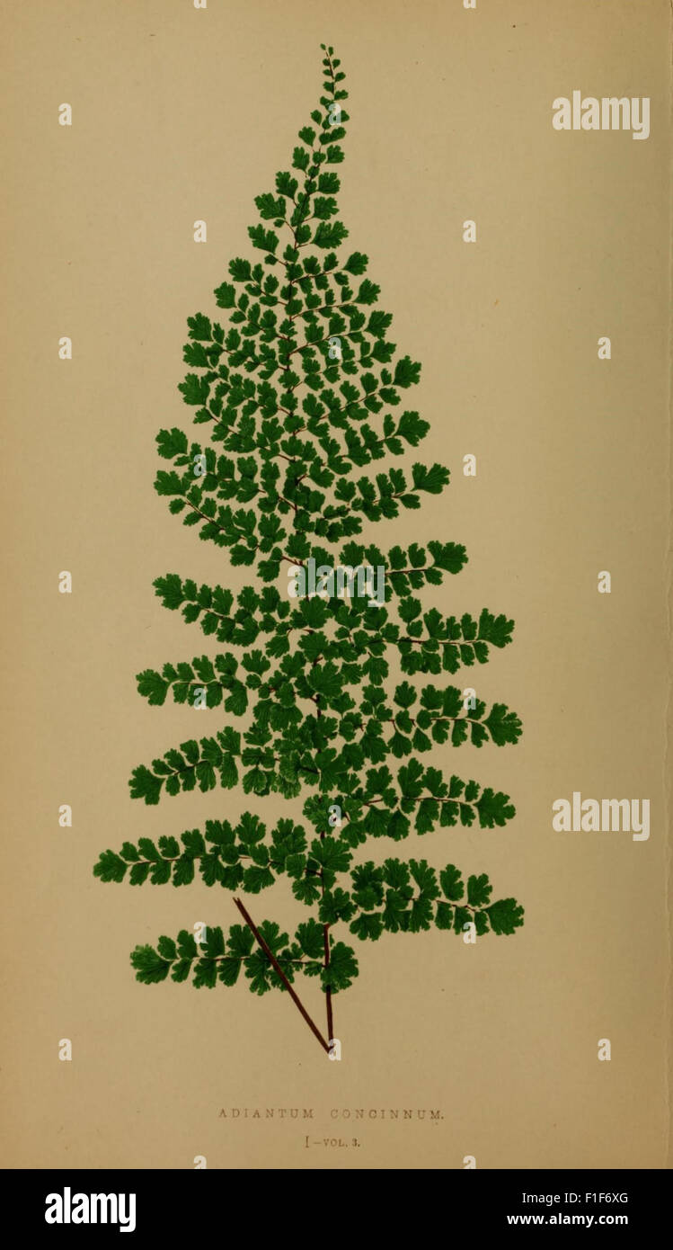 Ferns: British and Exotic is a botanical study focusing on the ...