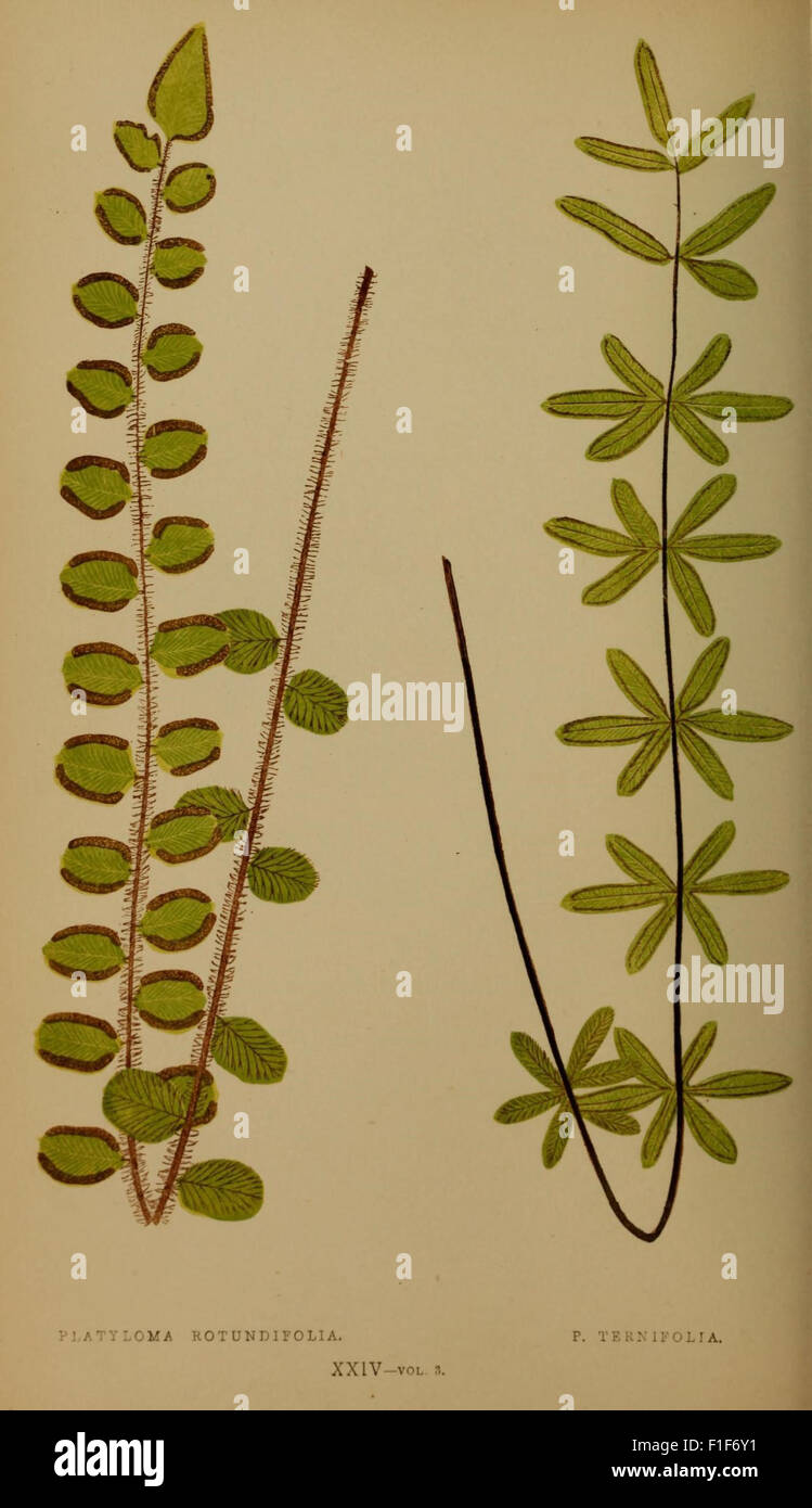 This work focuses on the study and classification of ferns, both ...