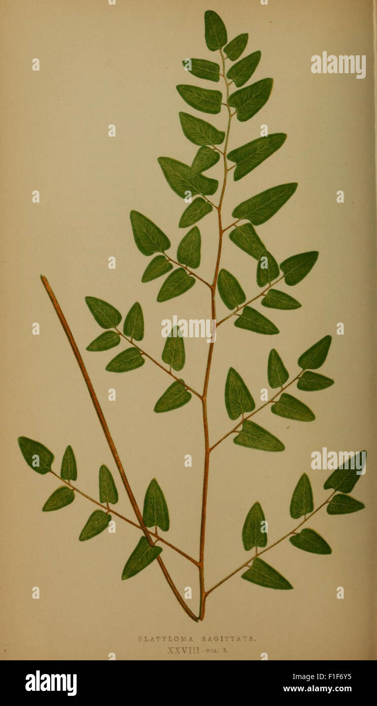 This book covers both British and exotic ferns, providing detailed ...