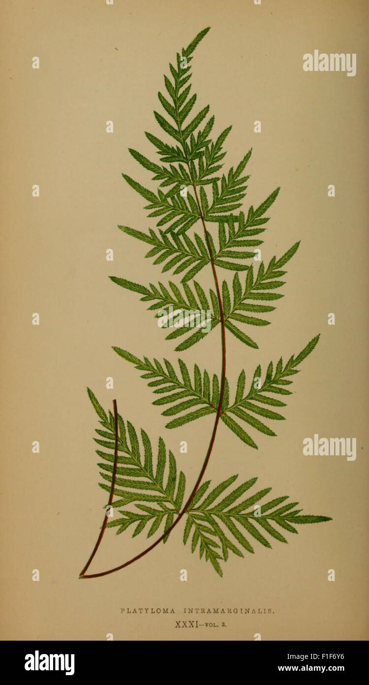 This work focuses on the identification and classification of British ...