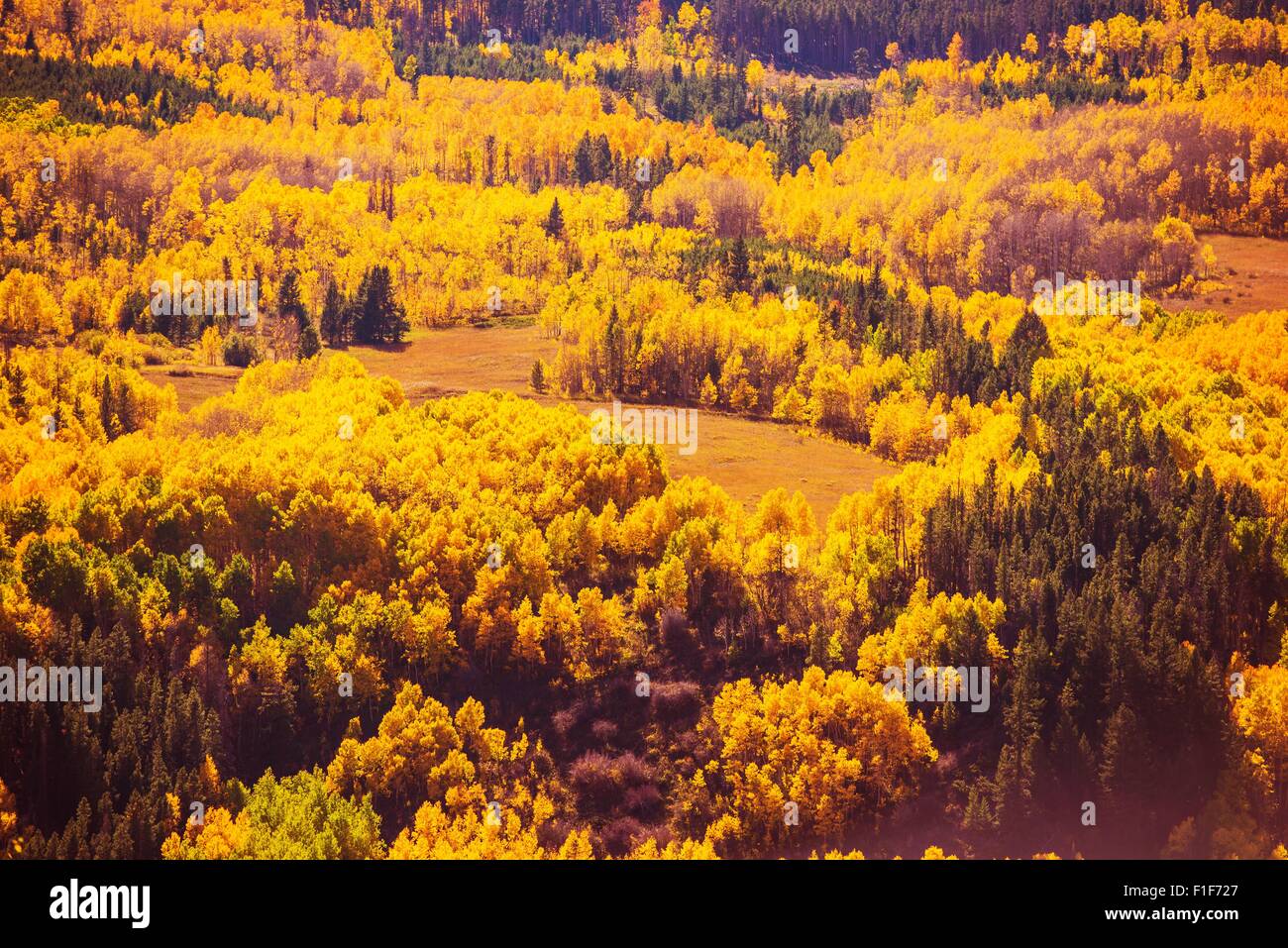 Colorful Fall Forest Scenery. Autumn Foliage in Colorado Rocky ...