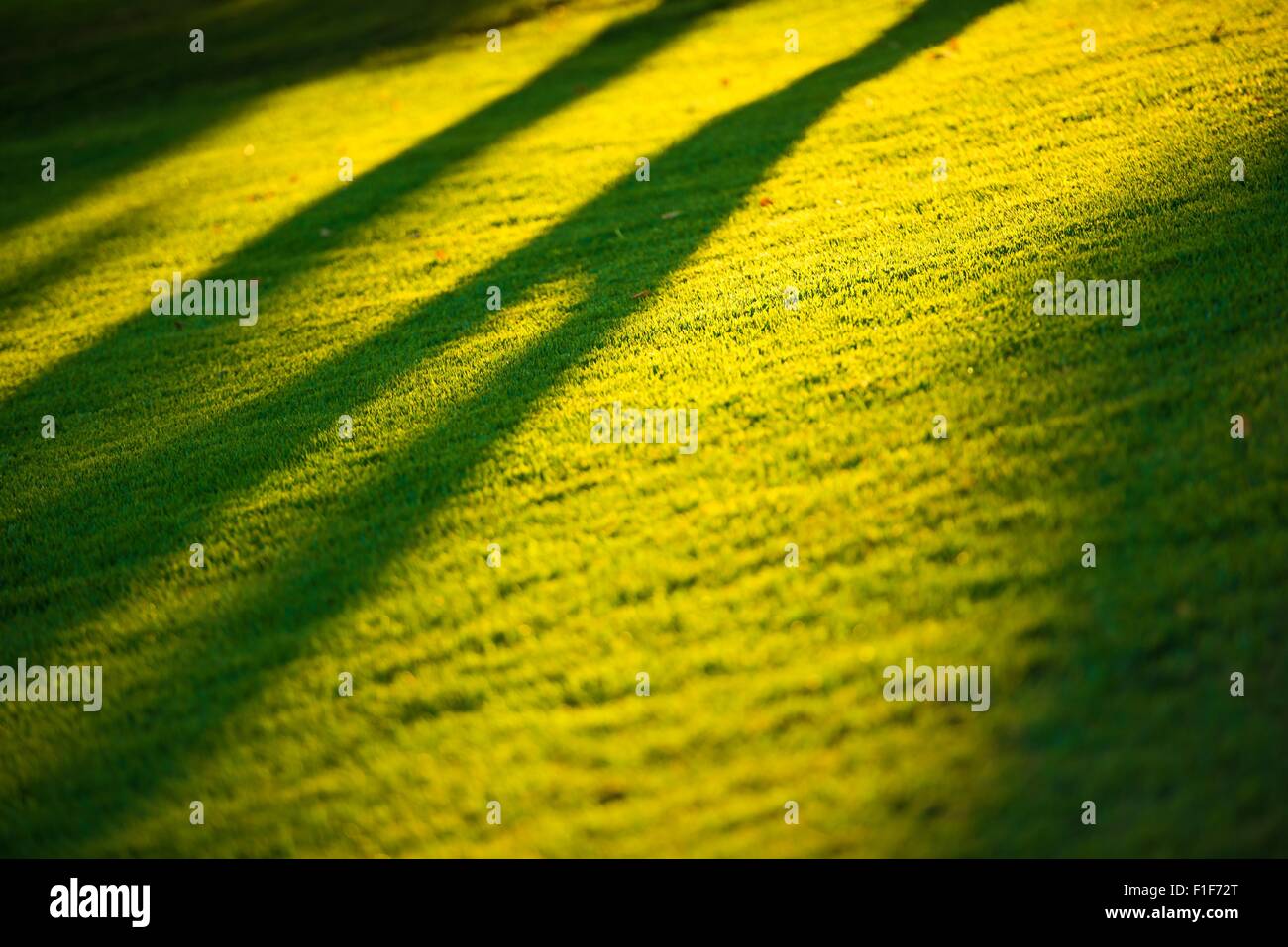 Morning Sun Light. First Sun Rays on the Green Grass Field Stock Photo ...