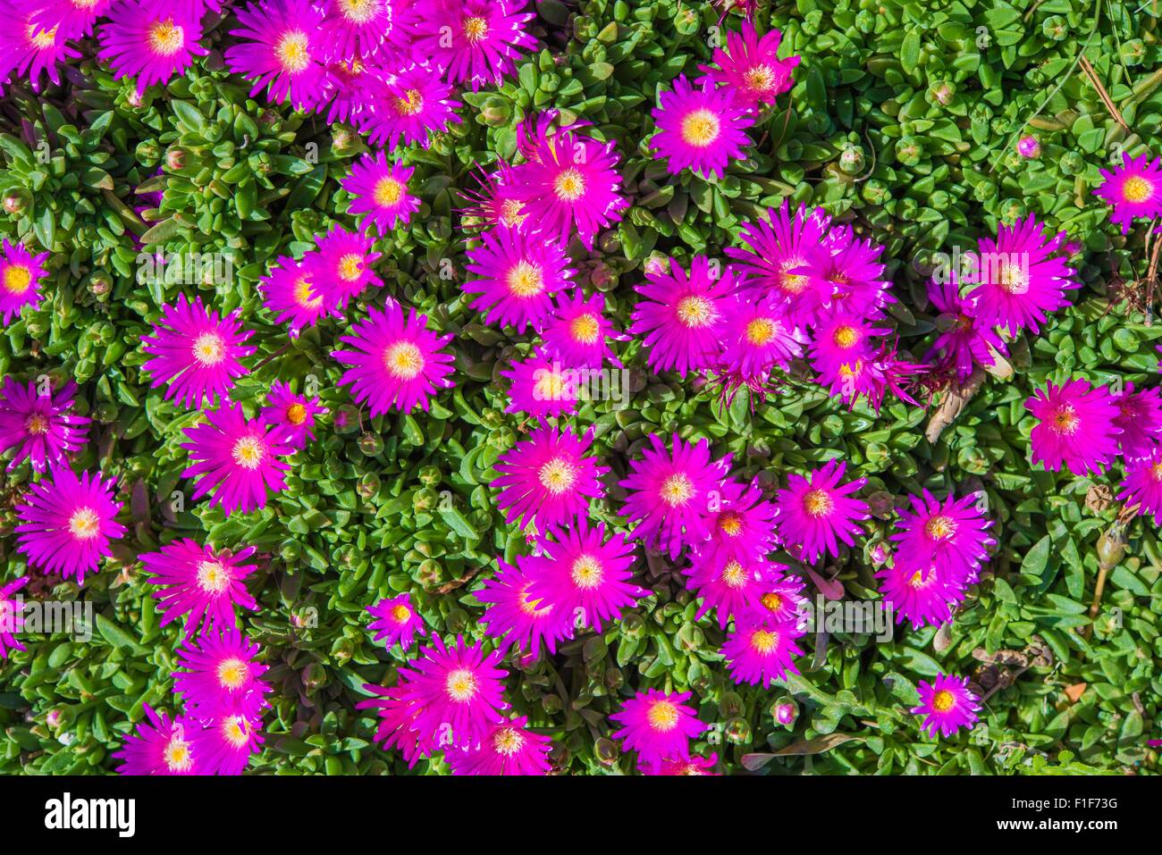 Tiny Purple Flowers Backdrop Photo. Purple Flowers Pattern Stock Photo ...
