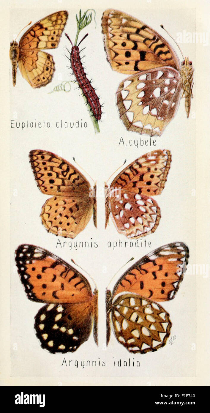 This is a vintage field book of insects, featuring illustrations ...