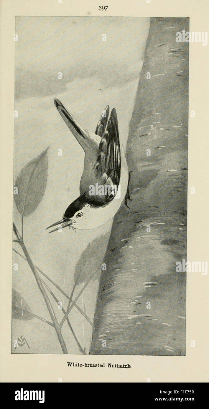 A field guide documenting wild bird species and their songs, providing ...