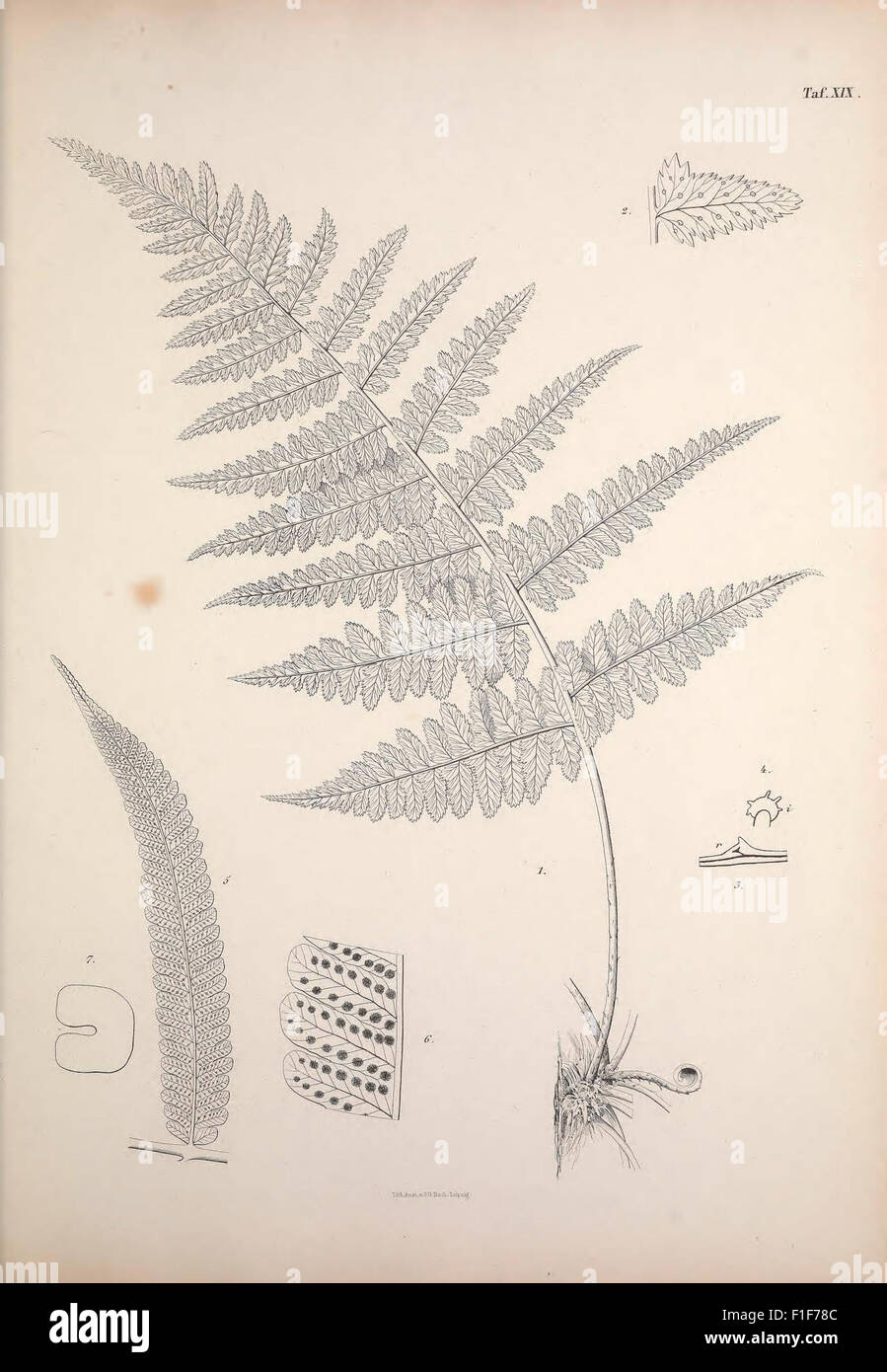 'Filices Horti Botanici Lipsiensis' is a botanical work documenting the ...