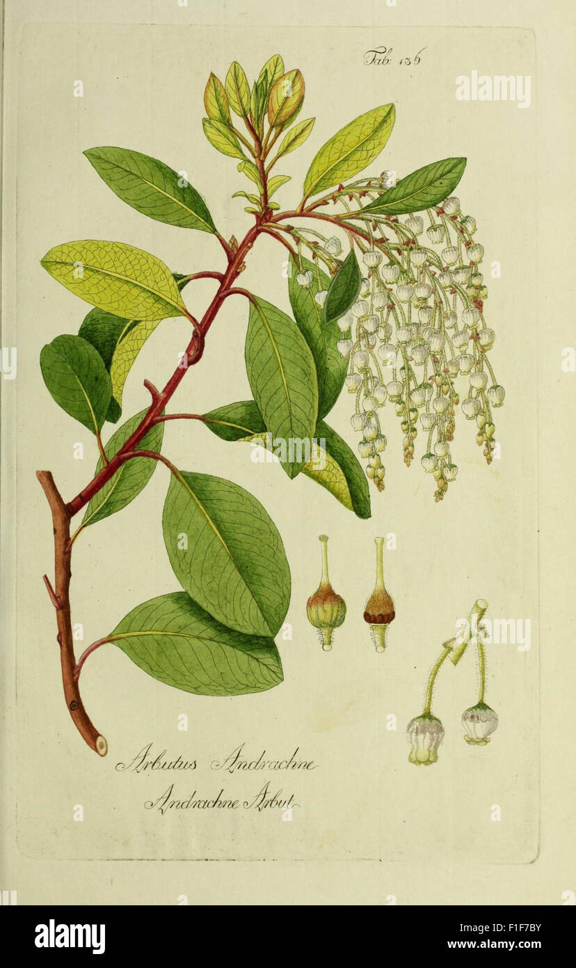 *Österreichs Allgemeine Baumzucht* is a comprehensive guide to tree ...
