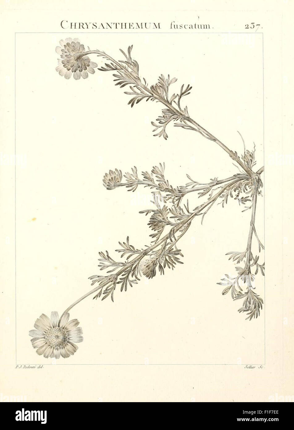 'Flora Atlantica' is a botanical work detailing the plant species of ...