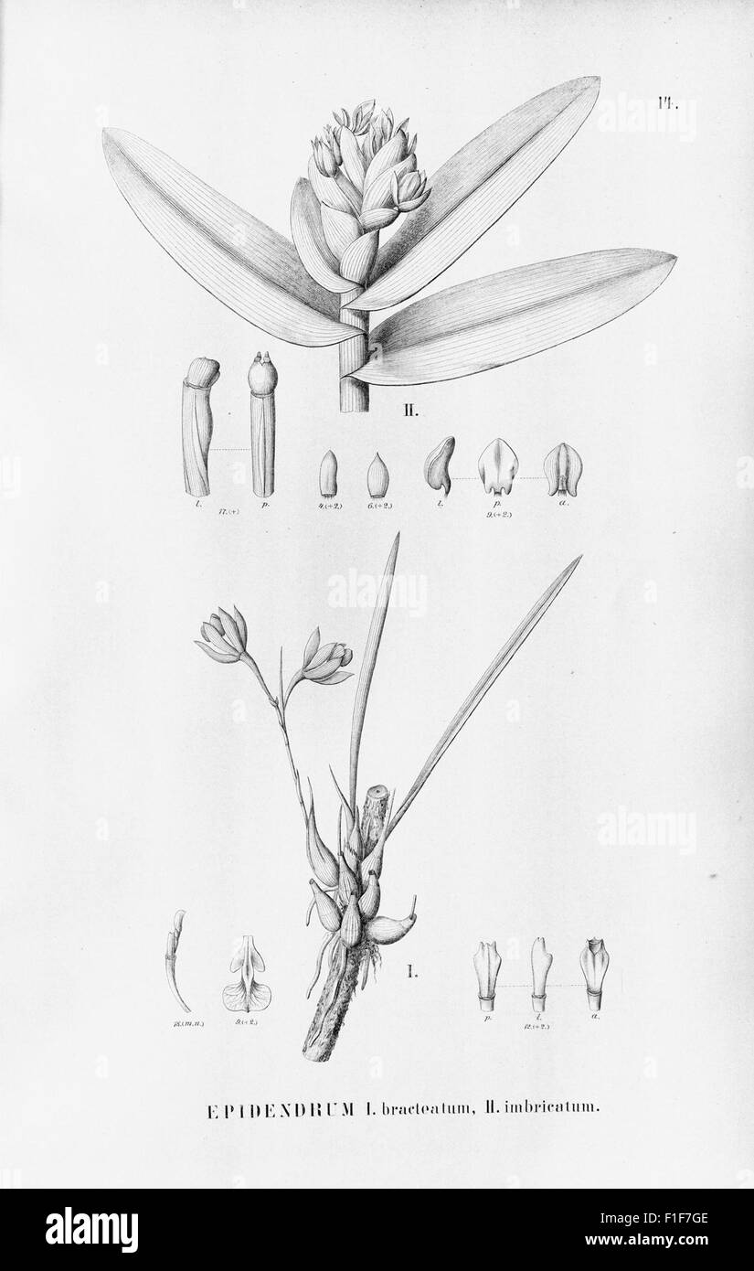 This work from 1840 lists and illustrates newly discovered plants in ...