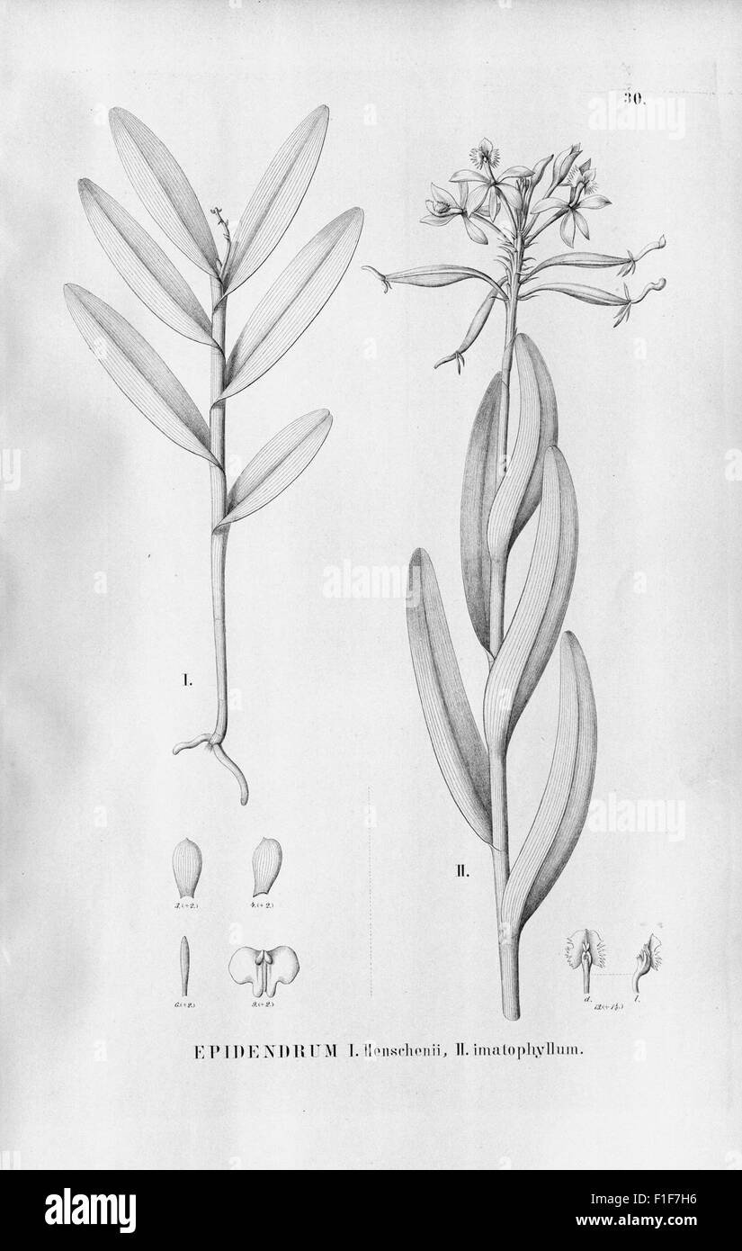 'Flora Brasiliensis' is a botanical work documenting the plants found ...