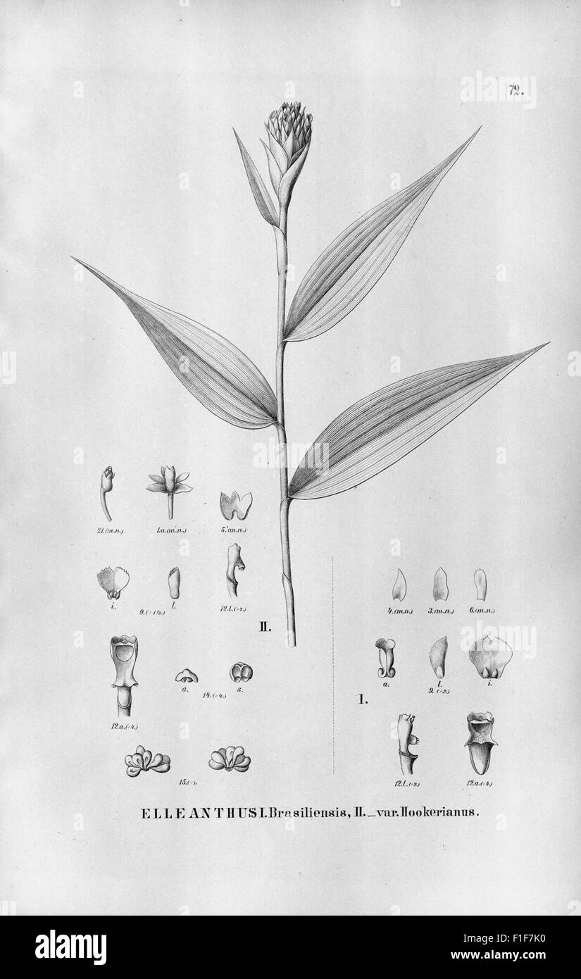 'Flora Brasiliensis' (Tab. 72) lists plants discovered in Brazil as of ...